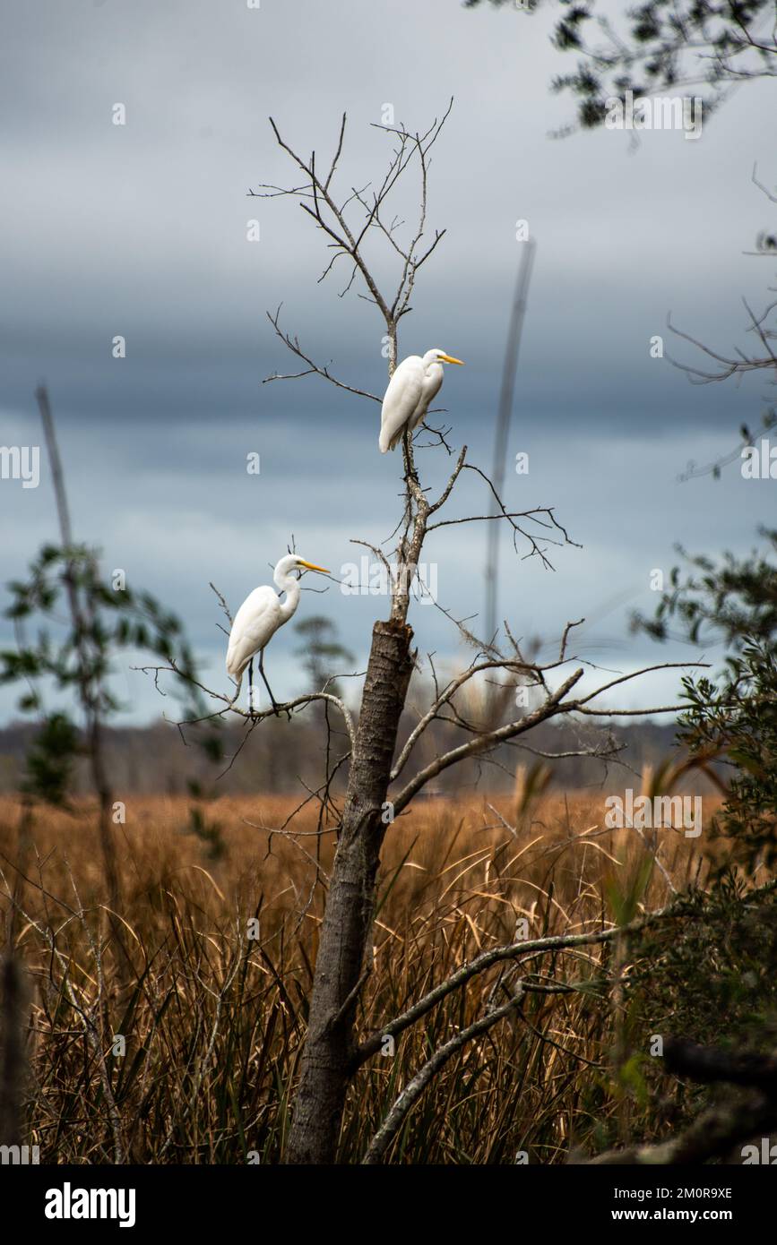 A couple of white egrets perched on a dry leafless tree Stock Photo - Alamy
