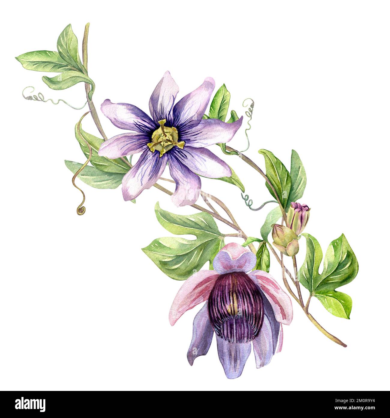 Passion flower plant watercolor illustration isolated on white. Blue ...