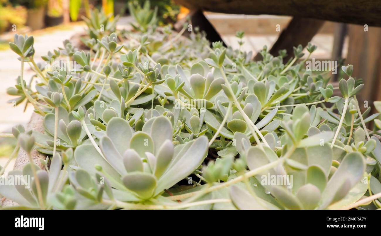 Cactus fields and small trees Stock Photo - Alamy