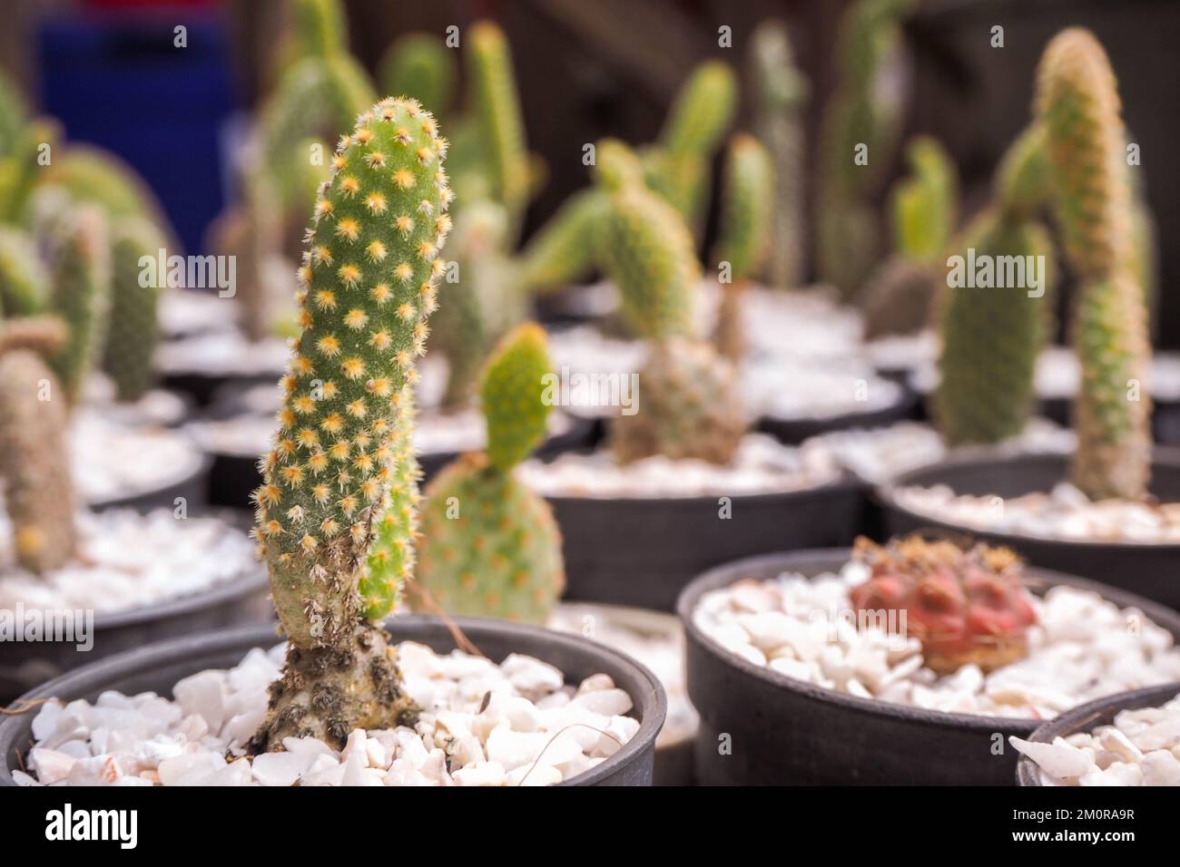 Potted cactus plants that are lined up Stock Photo - Alamy