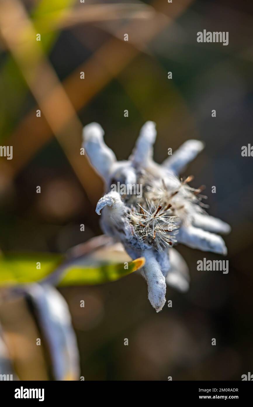 Leontopodium nivale flower growing in mountains, close up Stock Photo ...