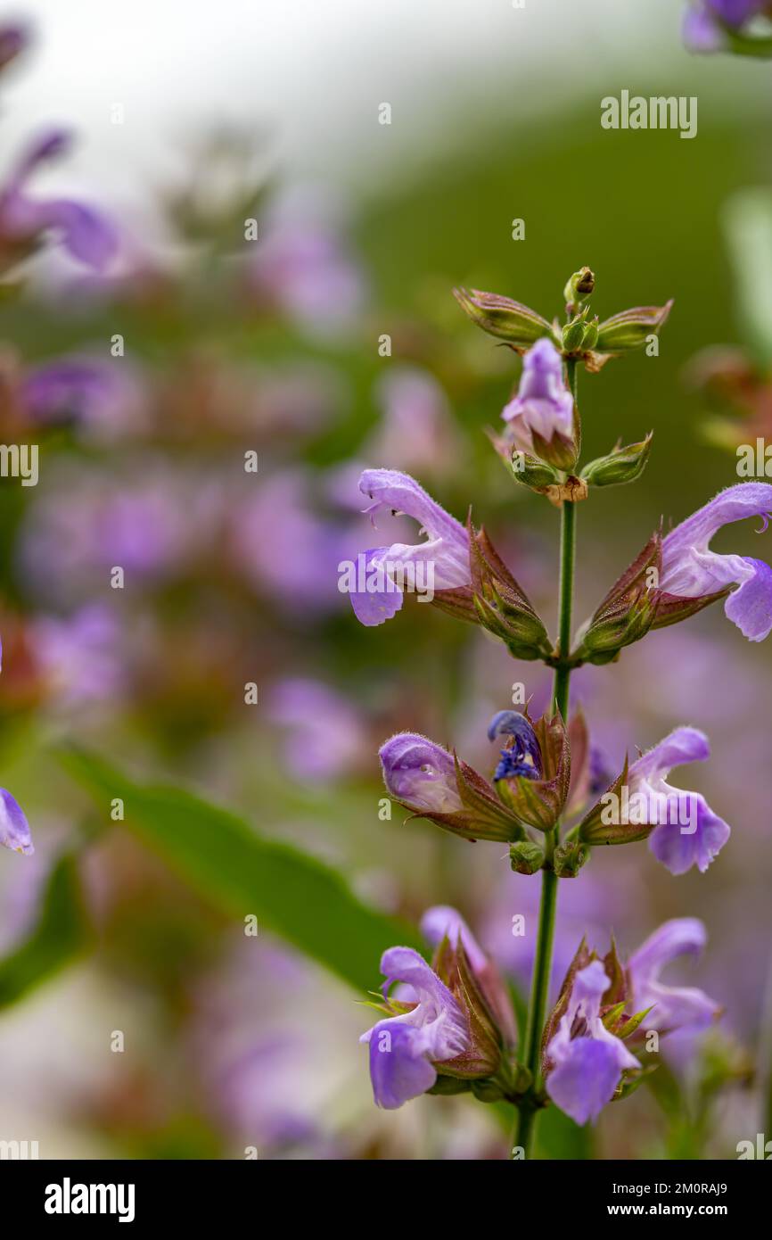 Salvia officinalis flower growing in meadow, close up Stock Photo - Alamy