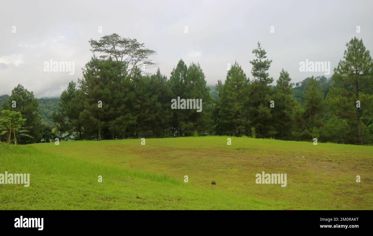 beautiful and amazing trees with cloudy sky Stock Photo - Alamy
