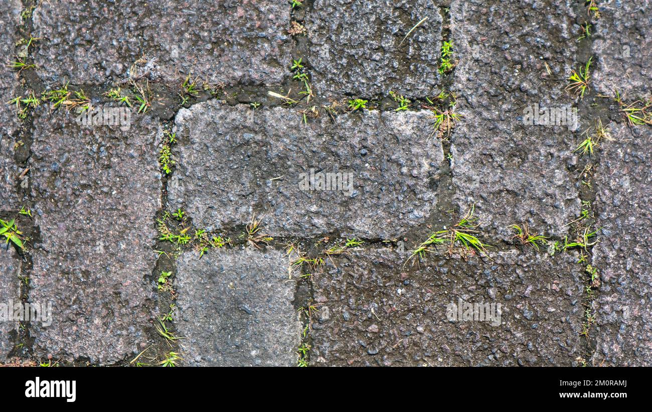 paving block texture with weeds in the gaps in the background Stock ...