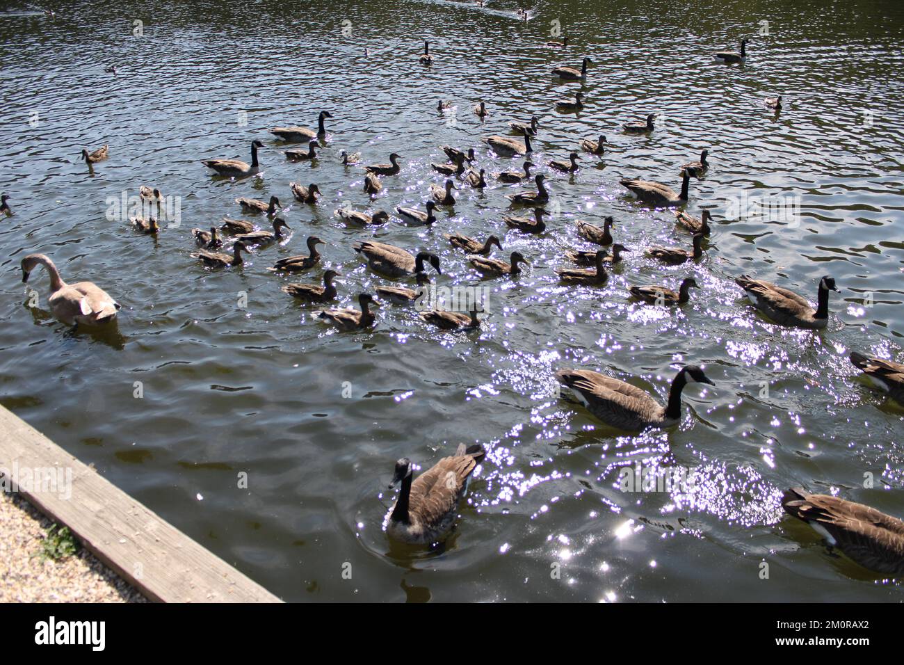 Picture of geese in water Stock Photo - Alamy