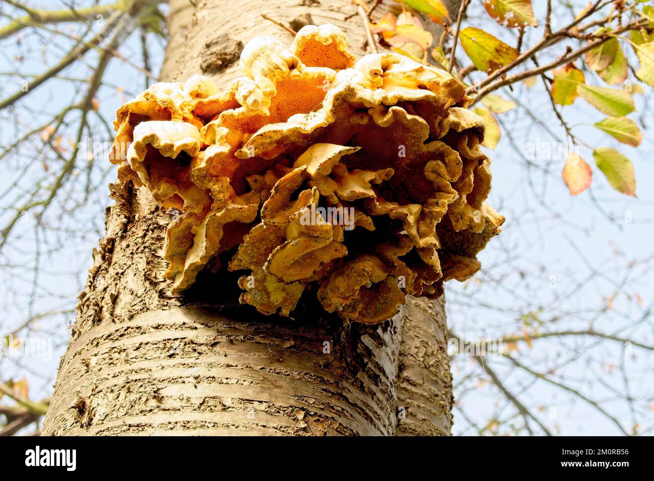 Chicken of the woods fungus Stock Photo - Alamy