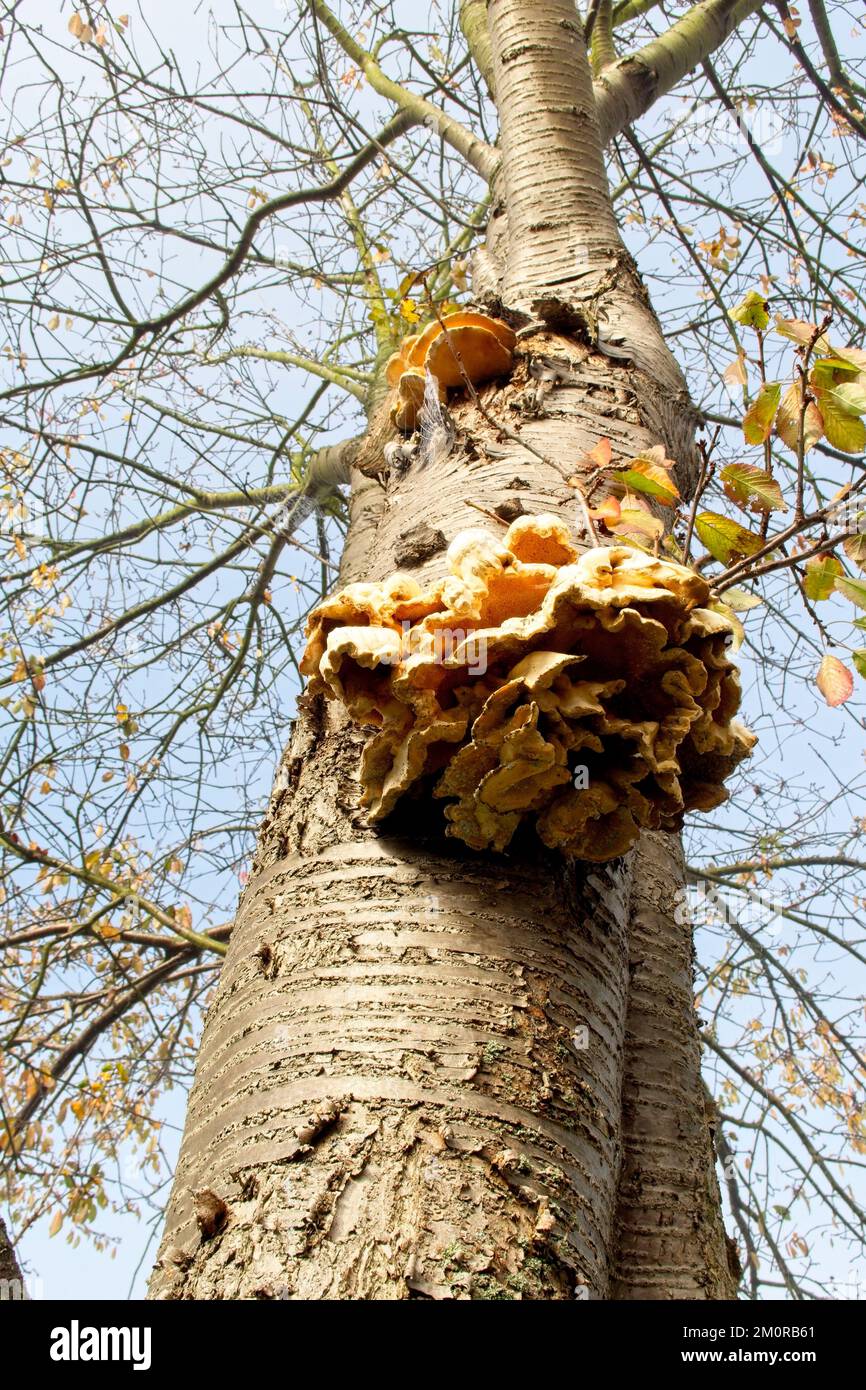 Chicken of the woods fungus high up on the tree Stock Photo - Alamy