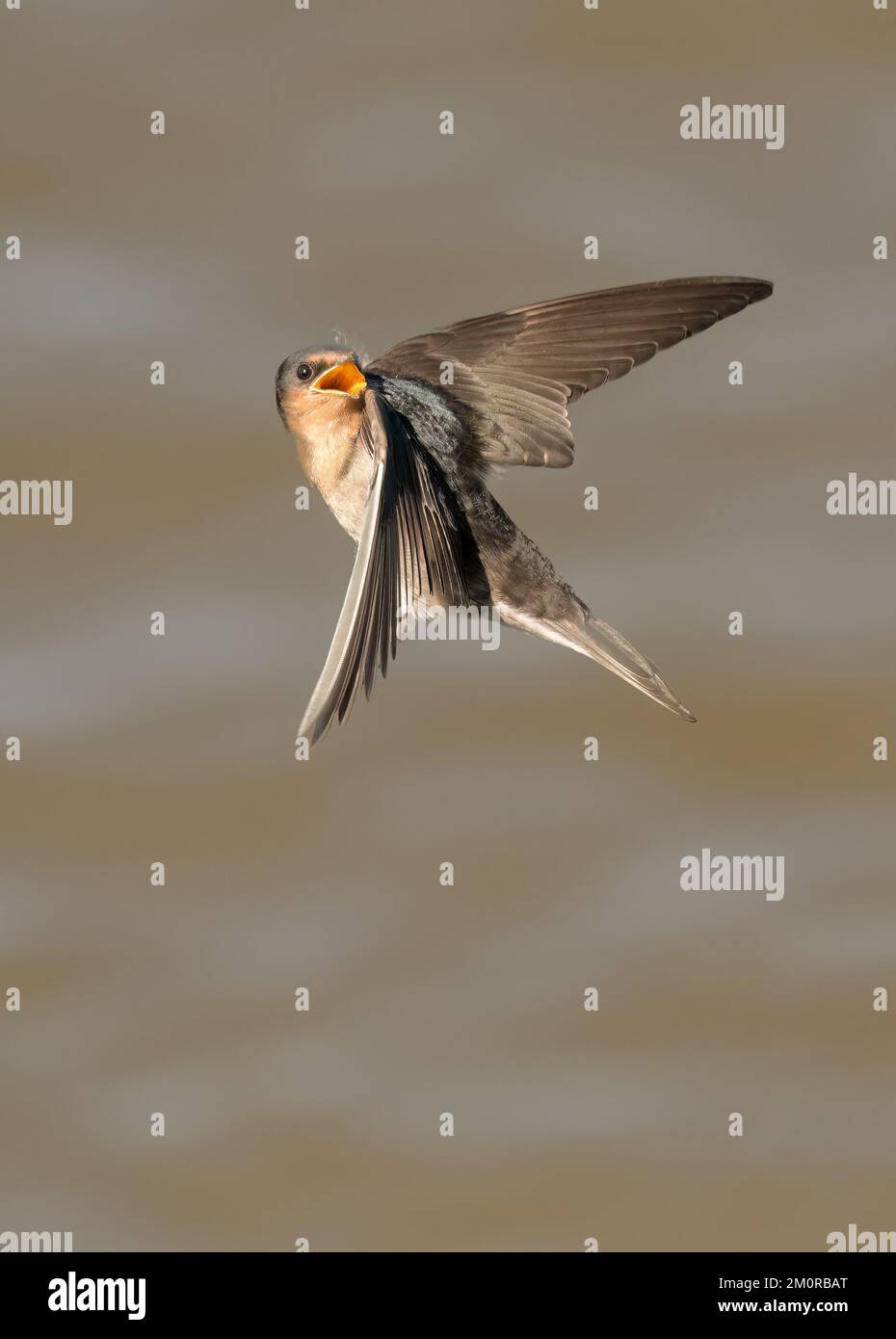 The welcome swallow (Hirundo neoxena) is a small passerine bird in the ...