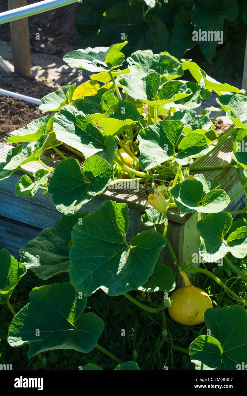 small yellow gourd still hanging on the vine of the plant Stock Photo ...