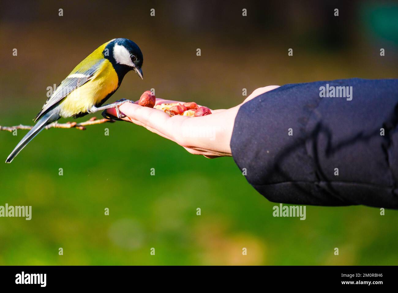 Titmouse bird, small wildlife birds, at park Stock Photo - Alamy