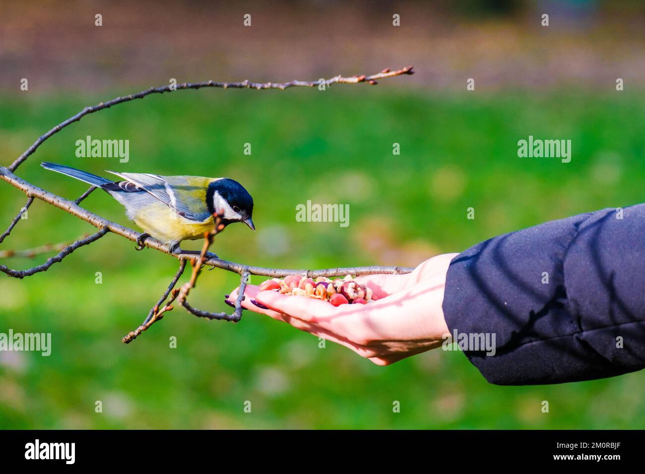 Titmouse bird, small wildlife birds, at park Stock Photo - Alamy
