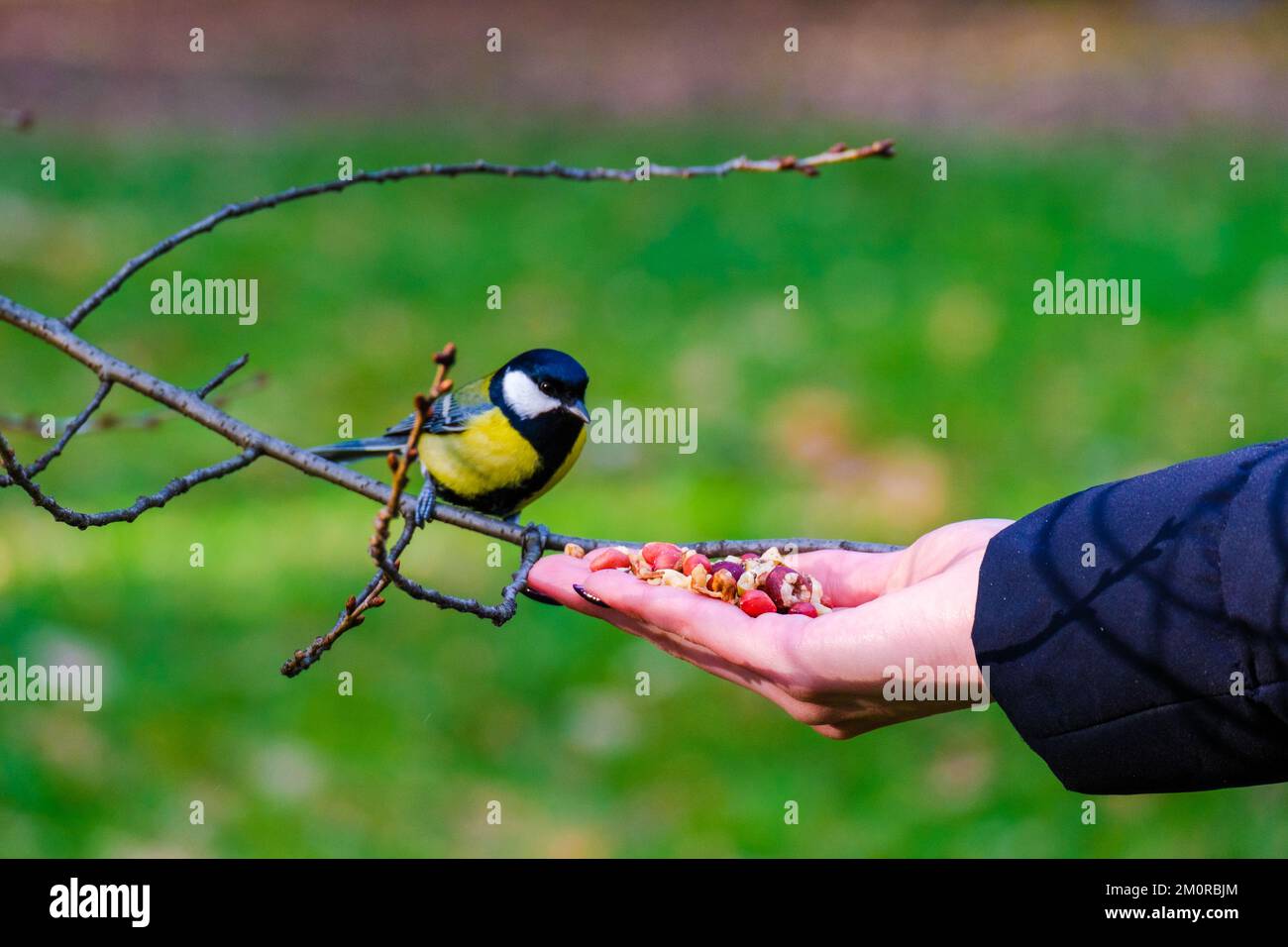 Titmouse bird, small wildlife birds, at park Stock Photo - Alamy