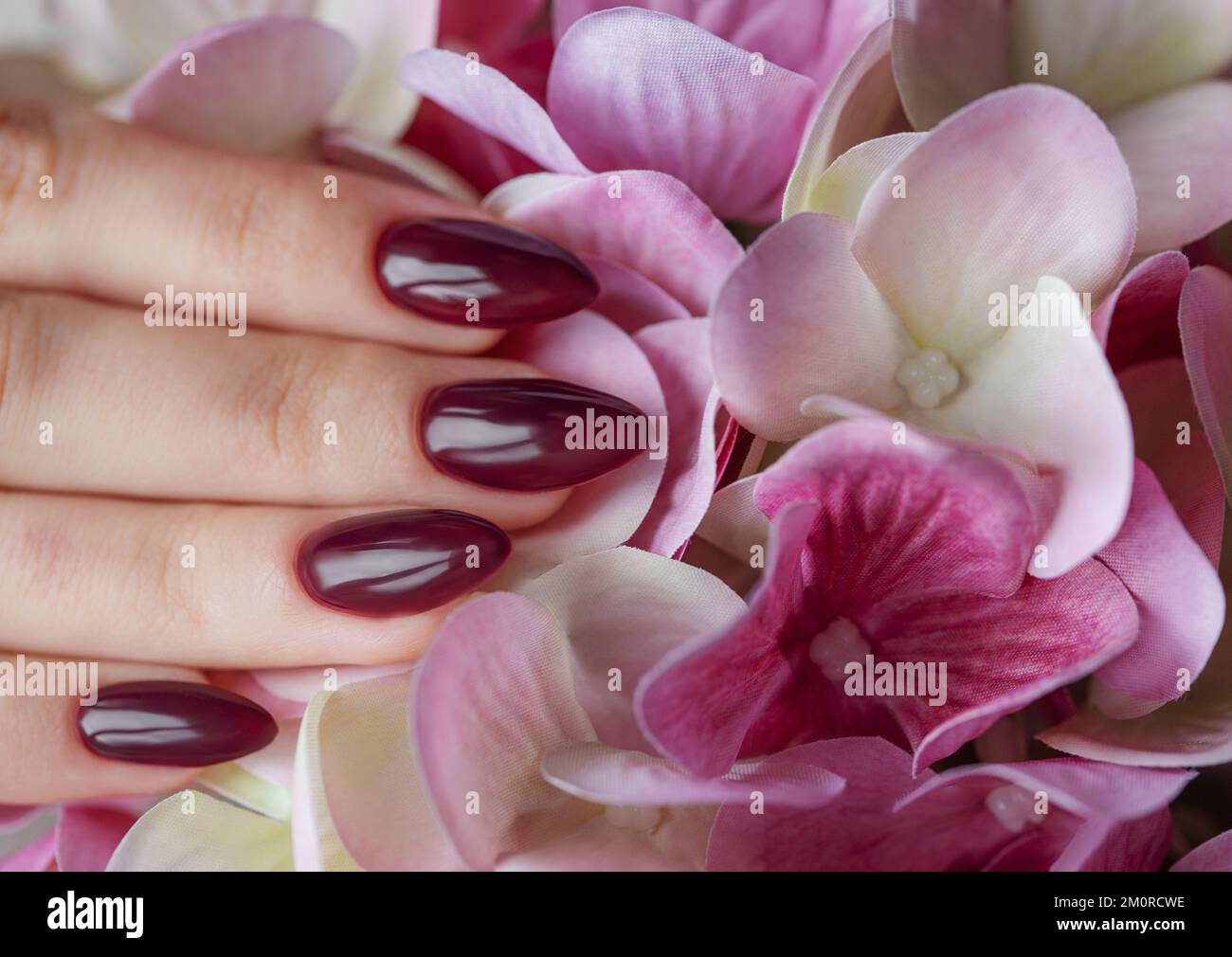 Beautiful hands of a young woman with dark red manicure on nails ...