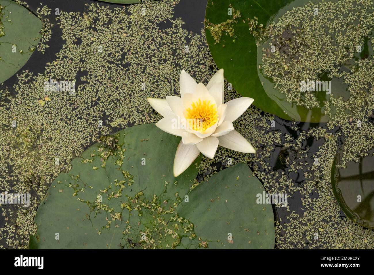 The Réserve Naturelle Nationale des Étangs du Romelaëre forms the ...