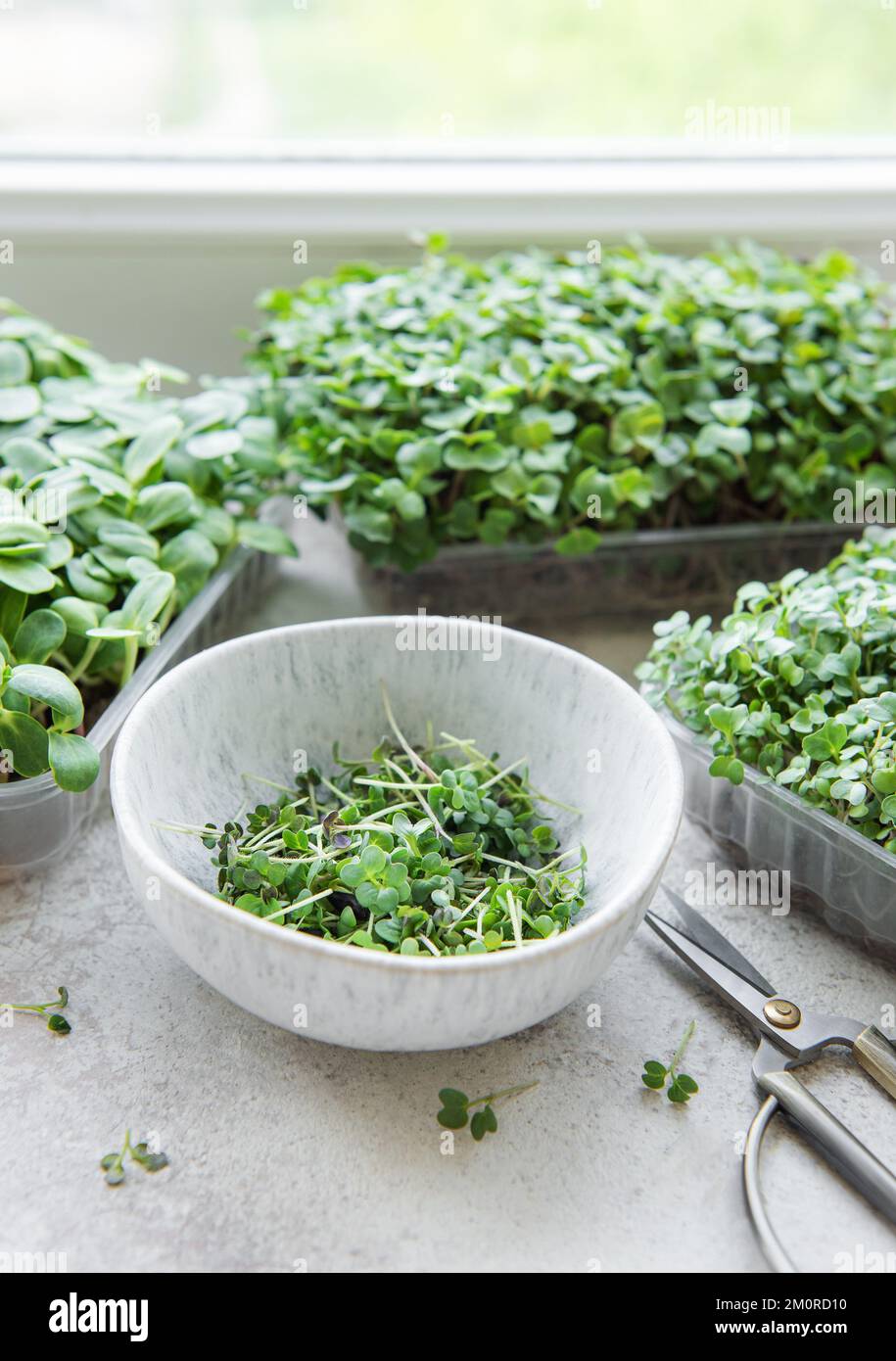 Assortment of micro greens on table. Healthy food Stock Photo - Alamy