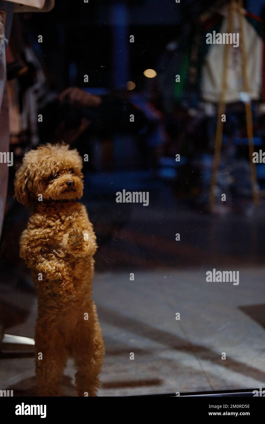 A vertical shot of a toy poodle standing on the back legs behind the ...
