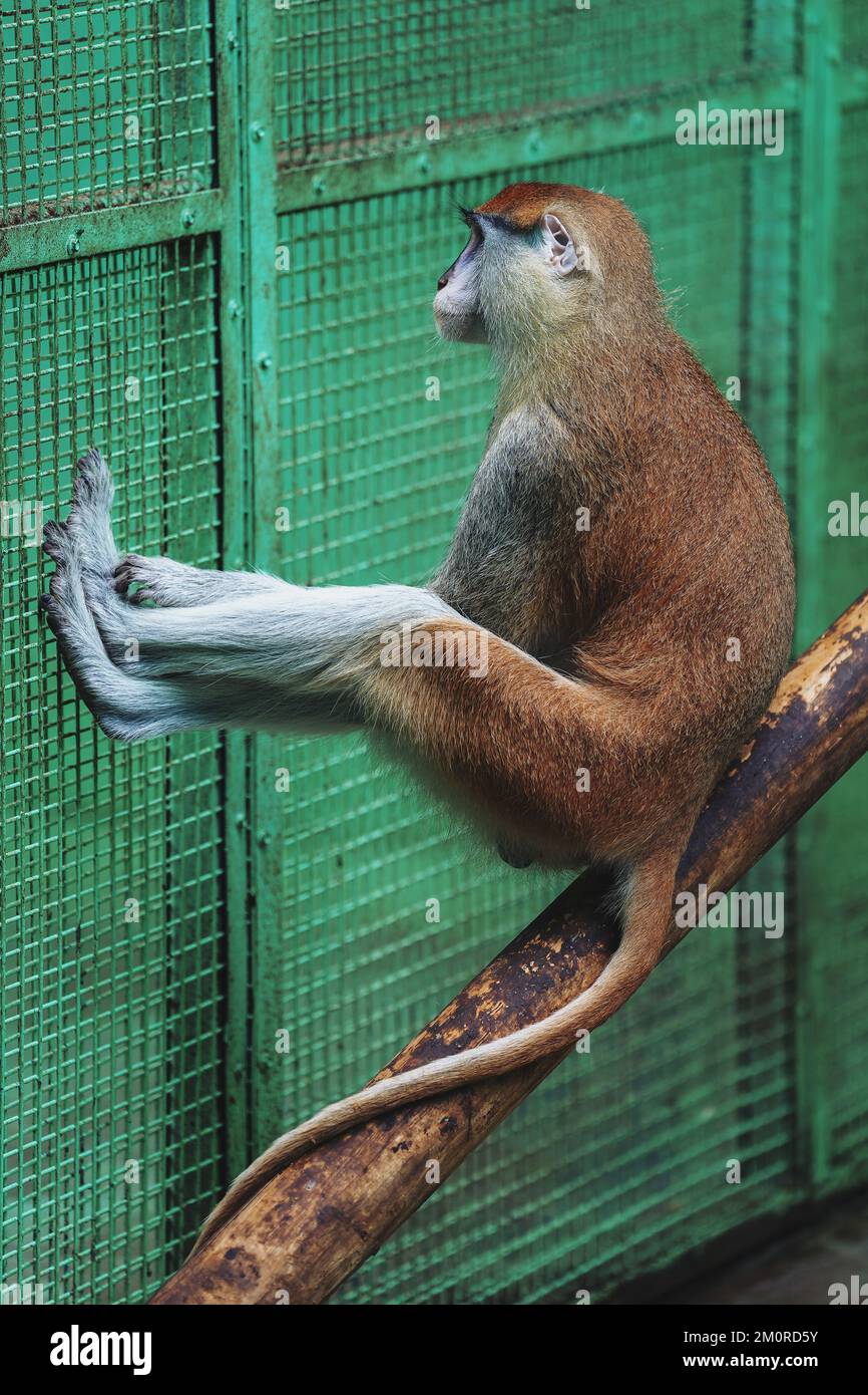 Common Patas monkey sitting on big wooden stick stretching its legs on ...
