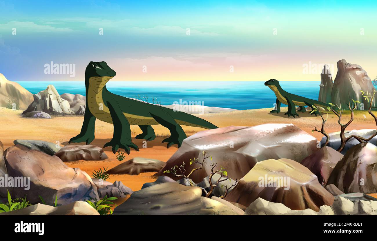 Komodo dragon (Varanus komodoensis) walks along a beach on the southern ...