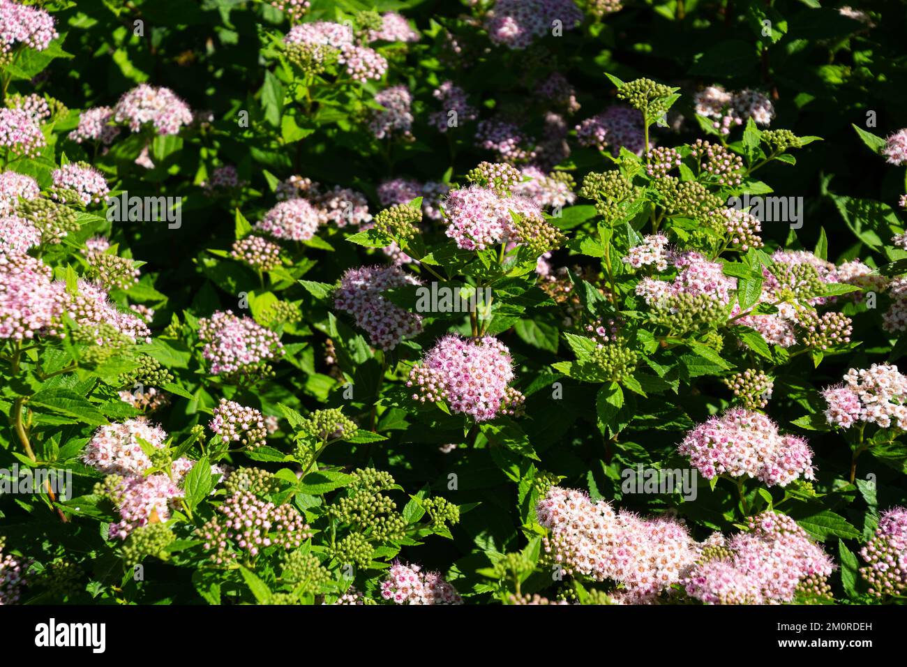 pink little princess or japanese meadowsweet shrub in full bloom Stock ...