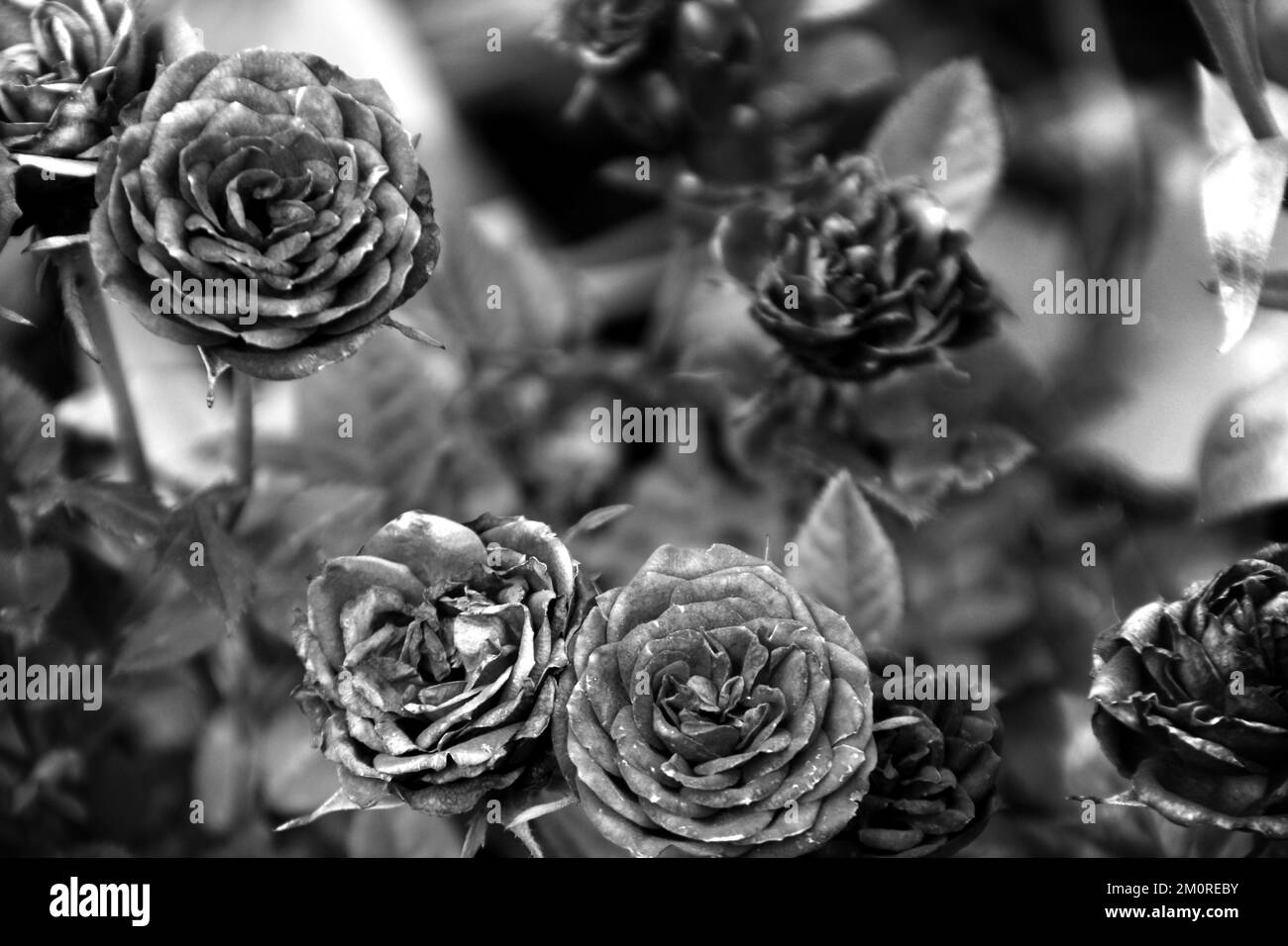 Sad garden Black and White Stock Photos & Images - Alamy