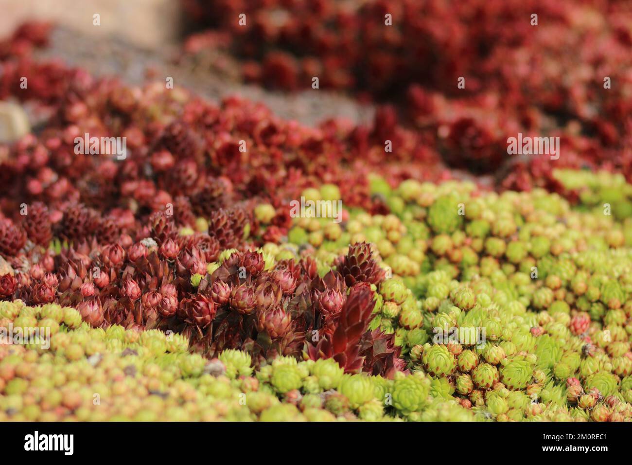 Green and red flowers Stock Photo - Alamy