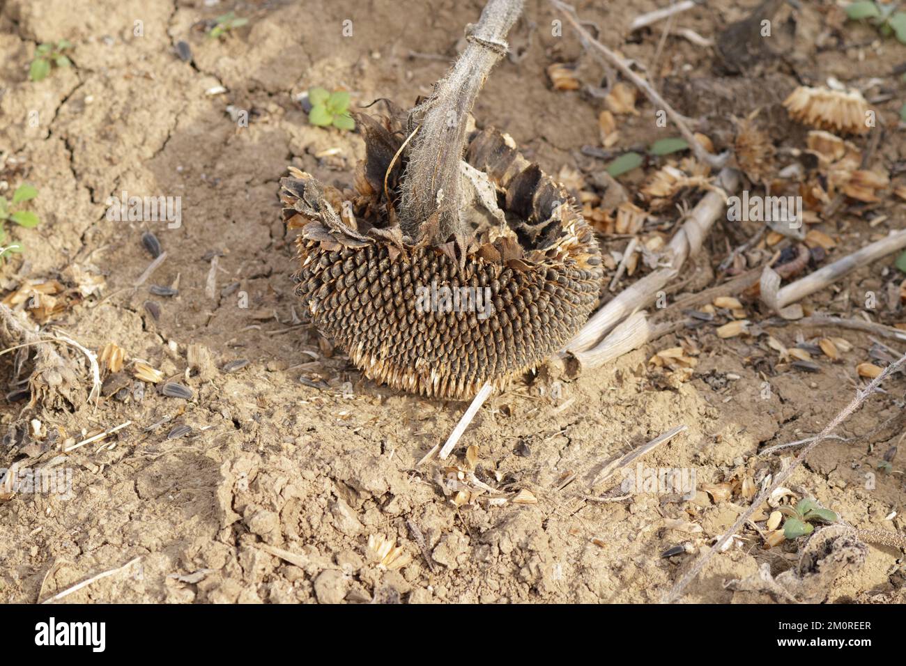 Sunflower field. Harvest time in farm. Dried plant stems in a farm ...