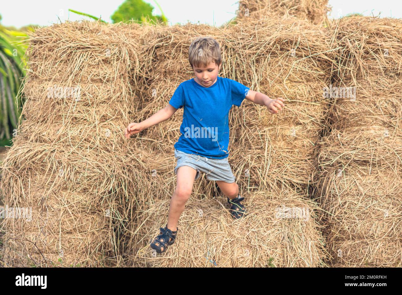 Boy blue t-shirt smile play climbs on down haystack bales of dry hay ...