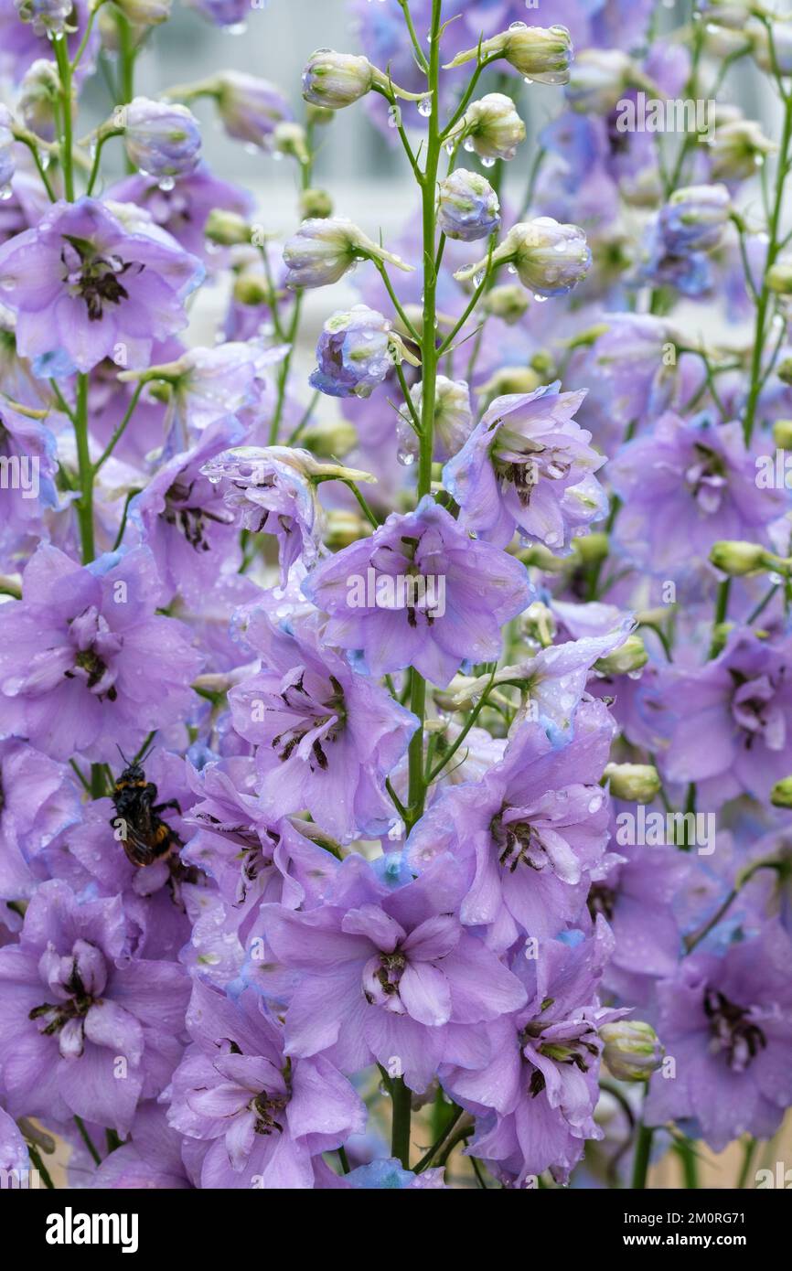 Conspicuous hi-res stock photography and images - Alamy