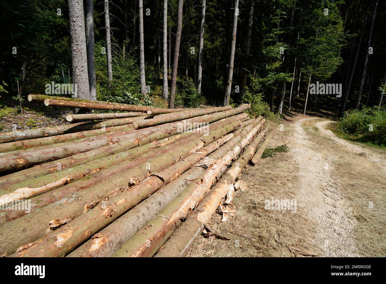 Deforestation of our forests leads to more climate catastrophes plus ...