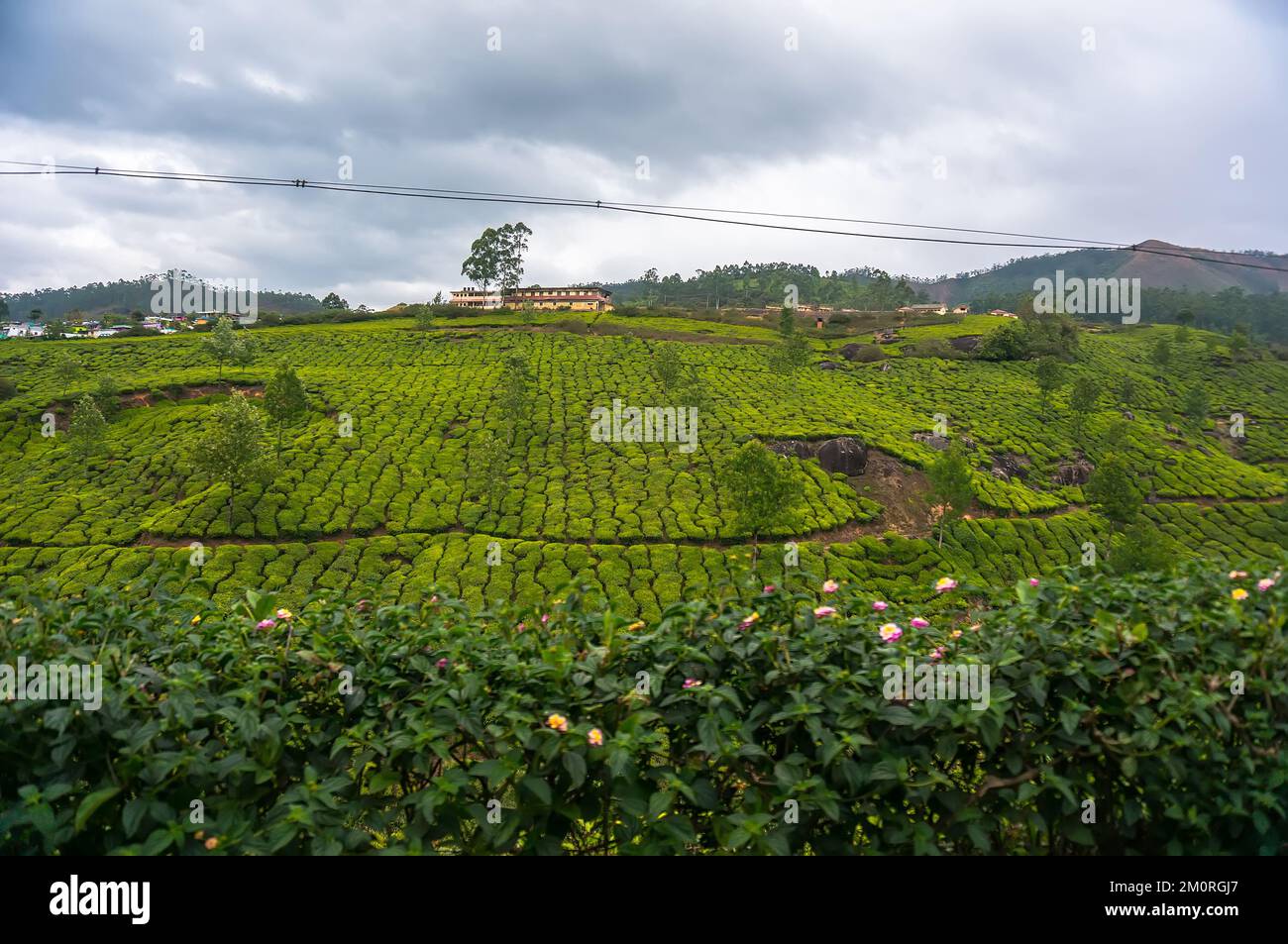 Landscape - Tea plantation fields in morning fog on sunrise. Munnar ...