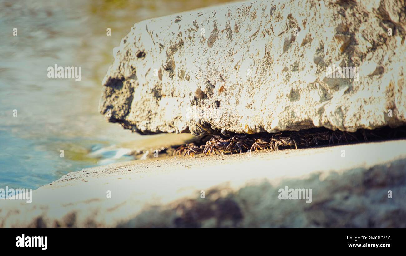 Closeup crabs under rock hi-res stock photography and images - Alamy