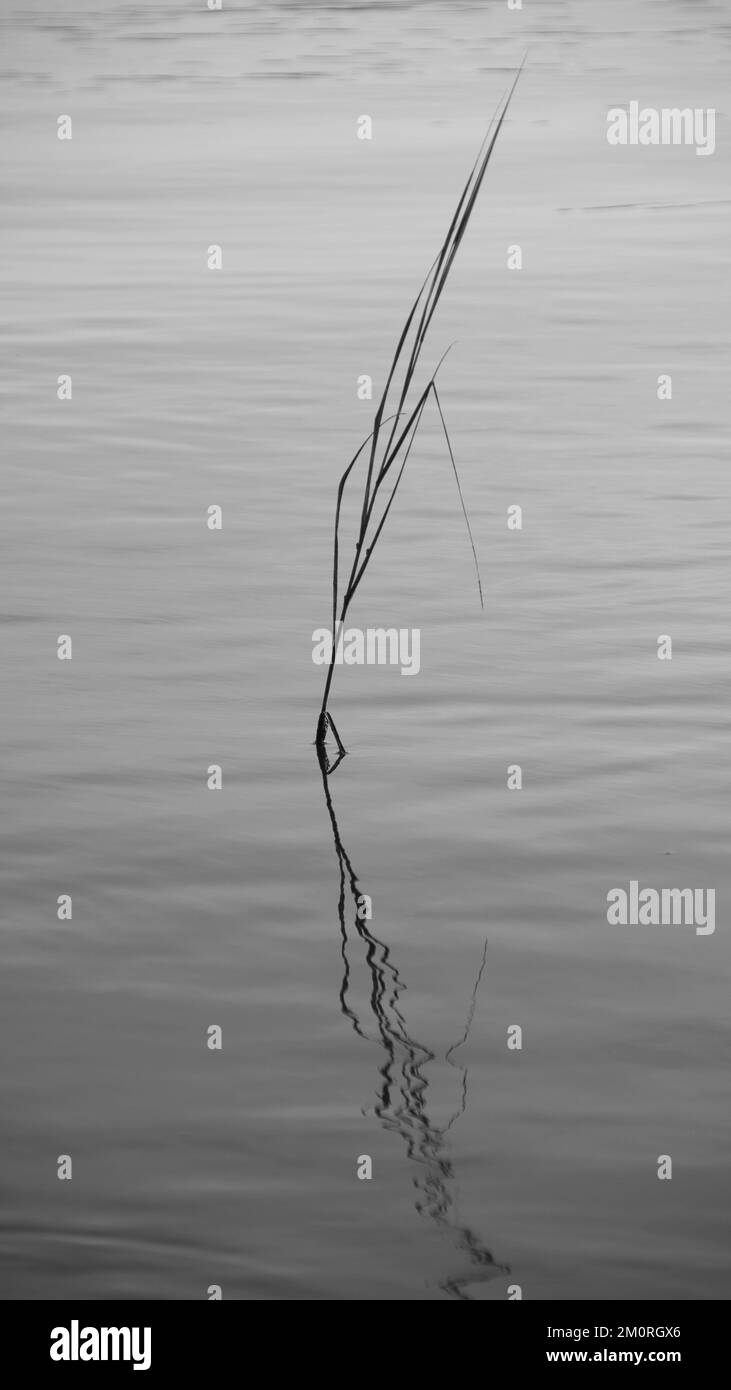 In field spring water Black and White Stock Photos & Images - Alamy