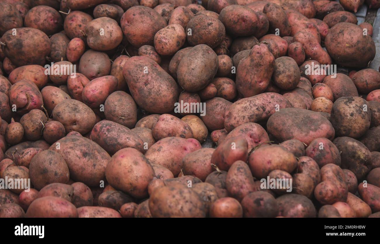 Freshly picked potatoes. Harvest on the farm. Selective focus Stock ...