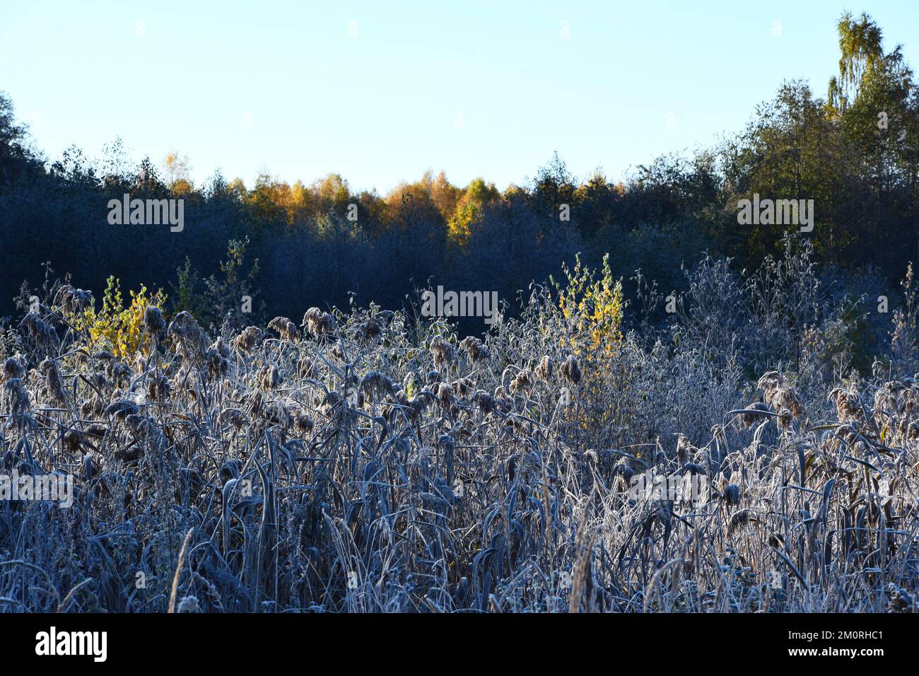 A forest surrounded by dense trees and bushes Stock Photo - Alamy