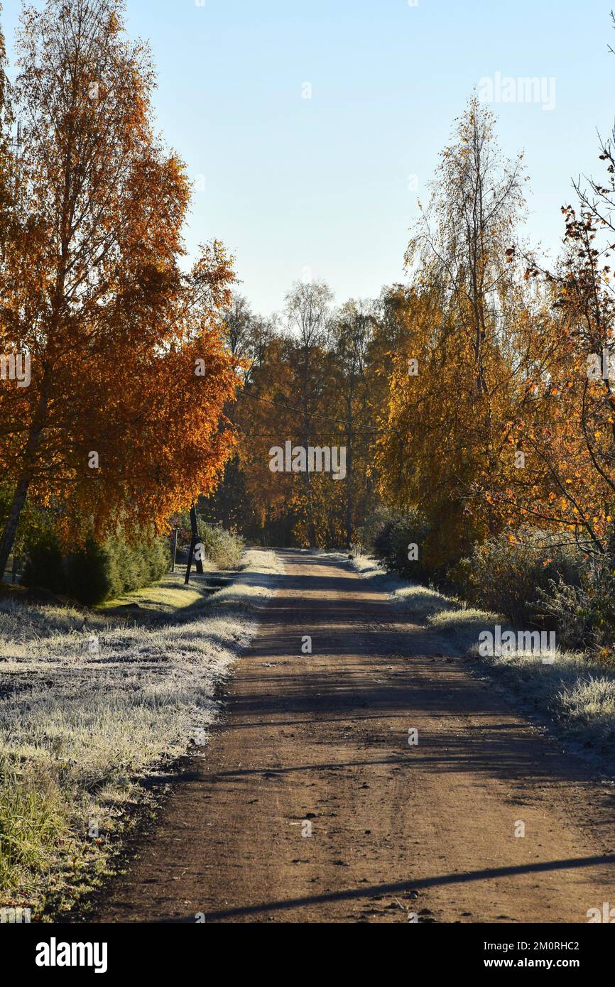 A road surrounded by dense trees Stock Photo - Alamy