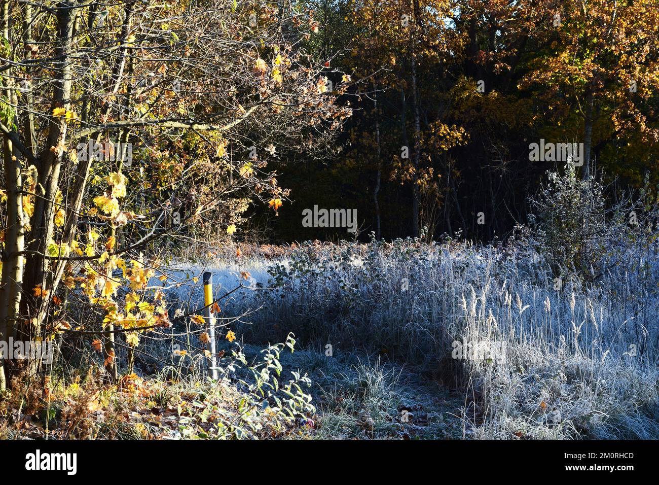 A forest surrounded by dense trees and bushes Stock Photo - Alamy