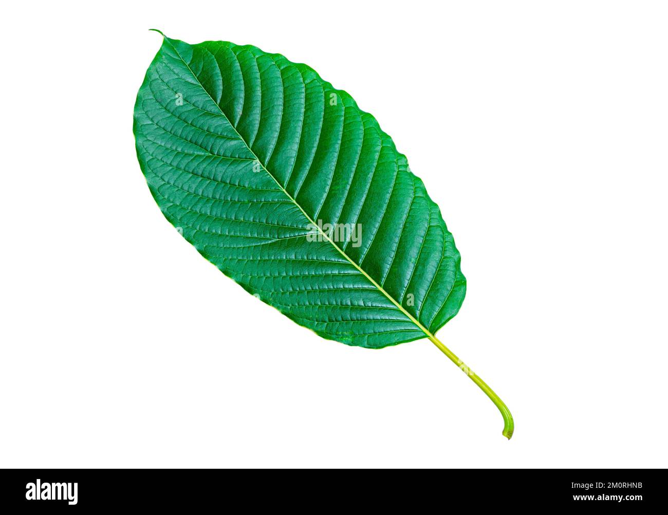 Tropical green leaf isolated on white background, Leaf from natural ...