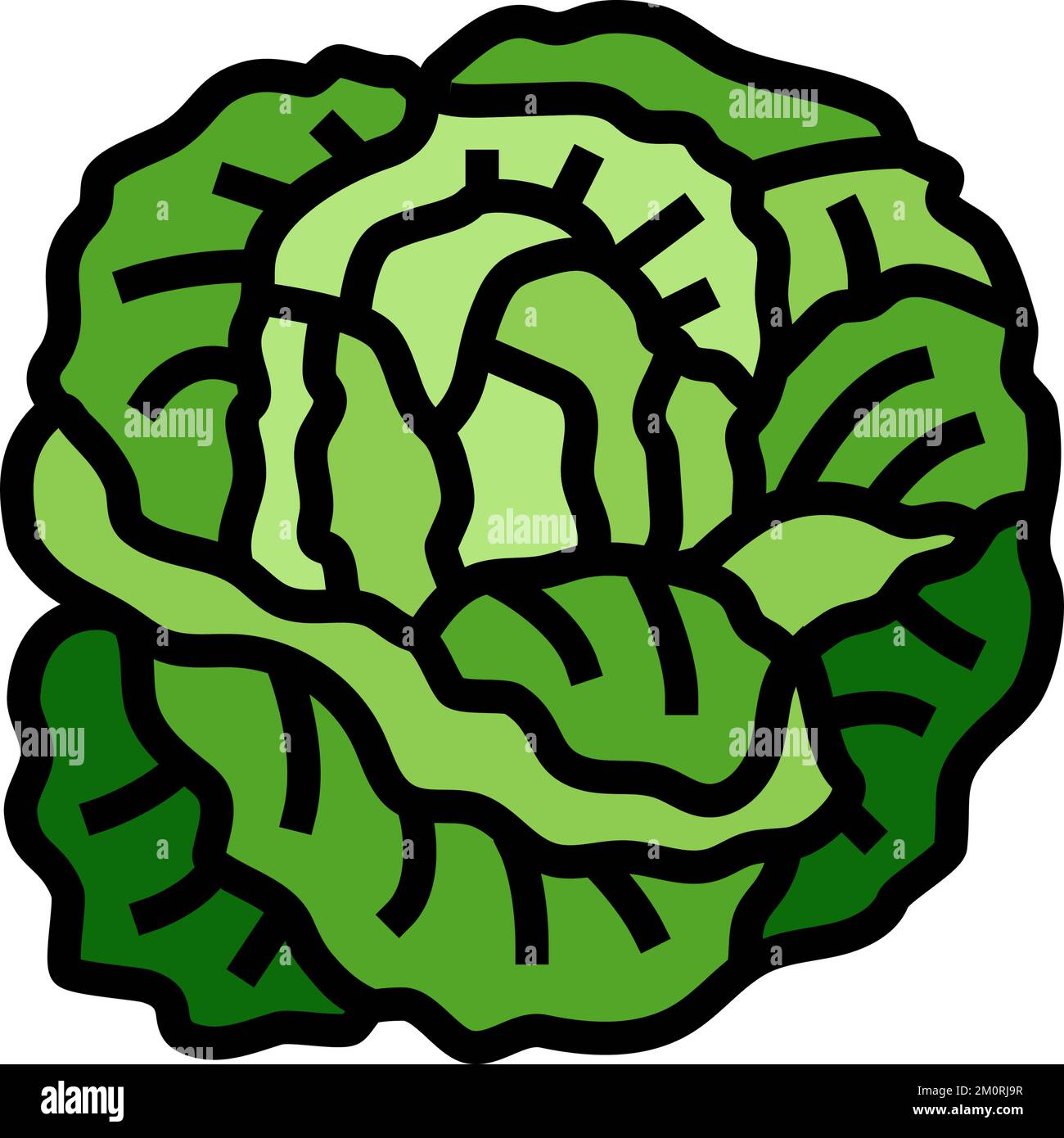 Red bibb lettuce Stock Vector Images - Alamy