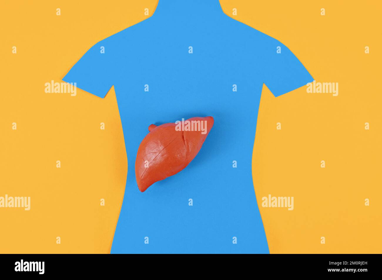 Liver organ model on blue person shaped silhouette Stock Photo - Alamy