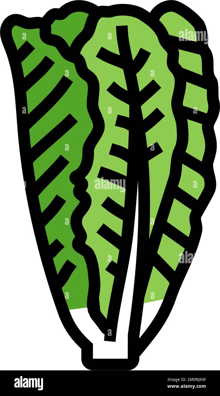 romaine salad food color icon vector illustration Stock Vector Image ...