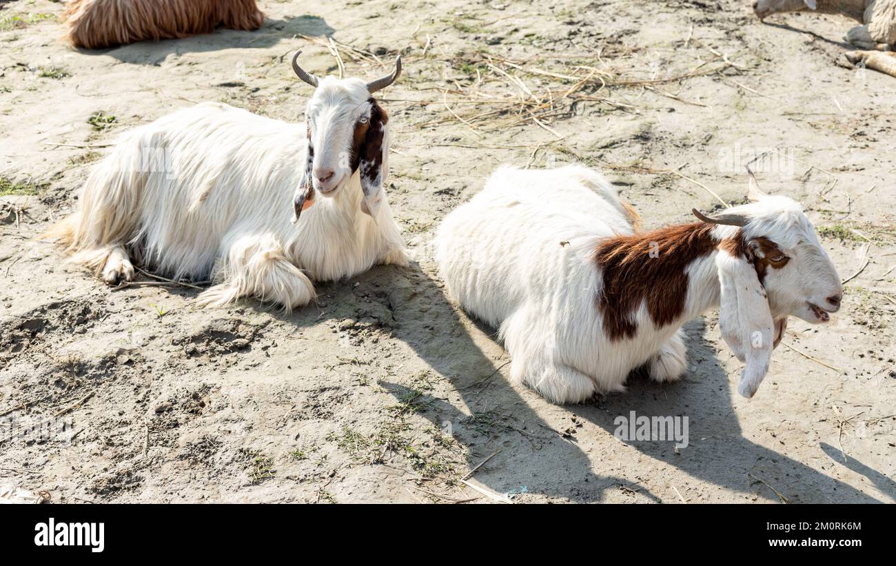 White hairy goat relaxing on a sand on a warm sunny day in the winter ...