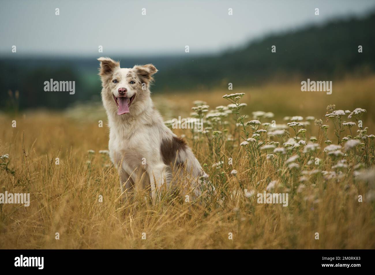 Border collie in a wild flower field Stock Photo - Alamy