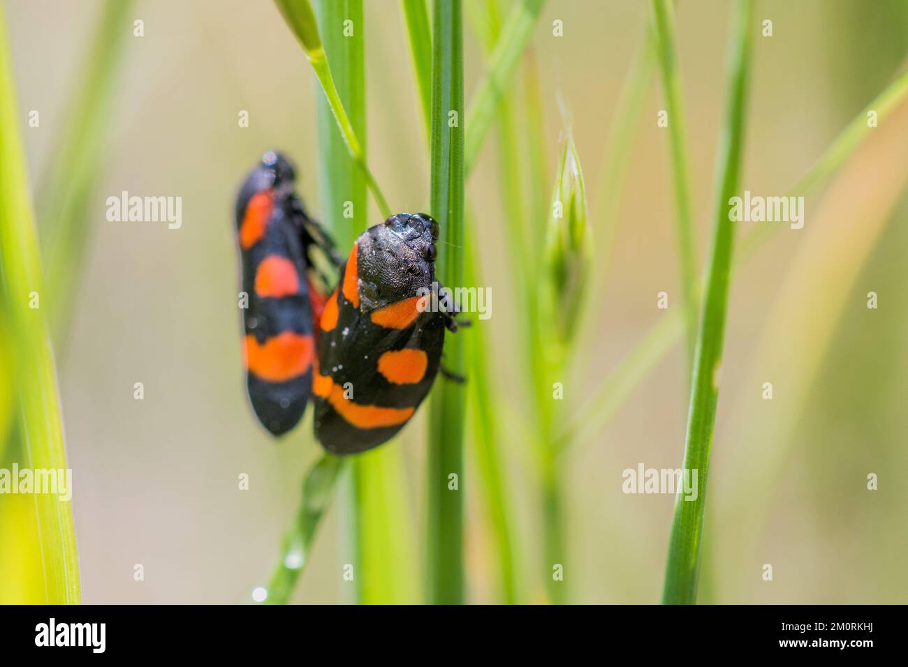 A closeup of cercopis vulnerata perching on plant stem Stock Photo - Alamy