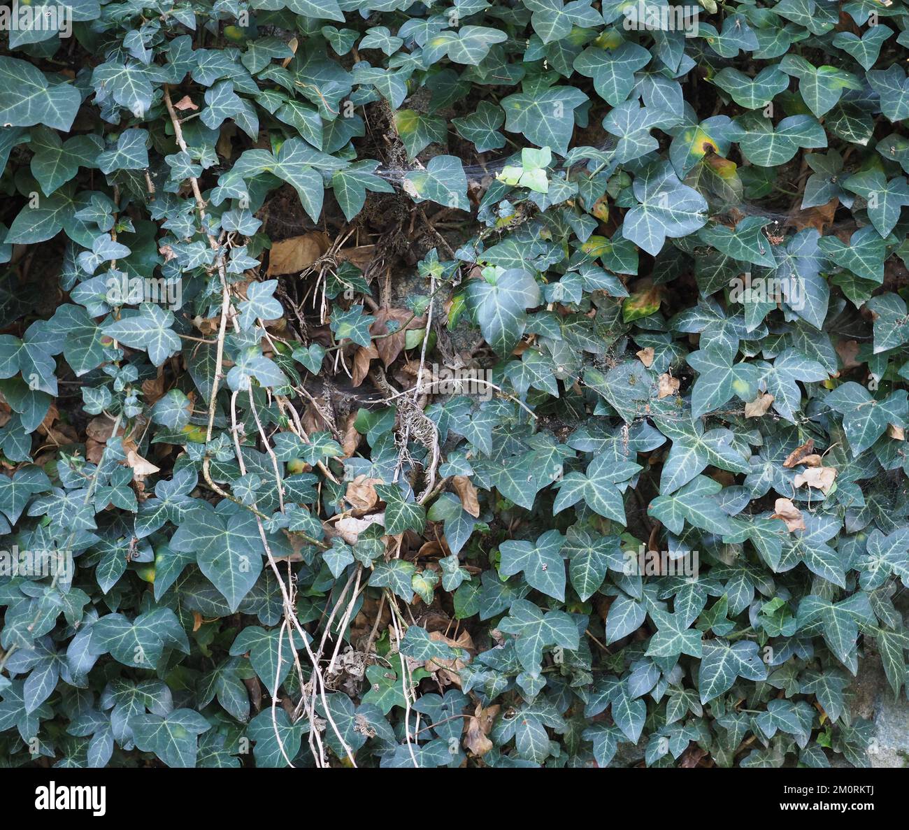 ivy scientific name Hedera plant useful as a background Stock Photo - Alamy