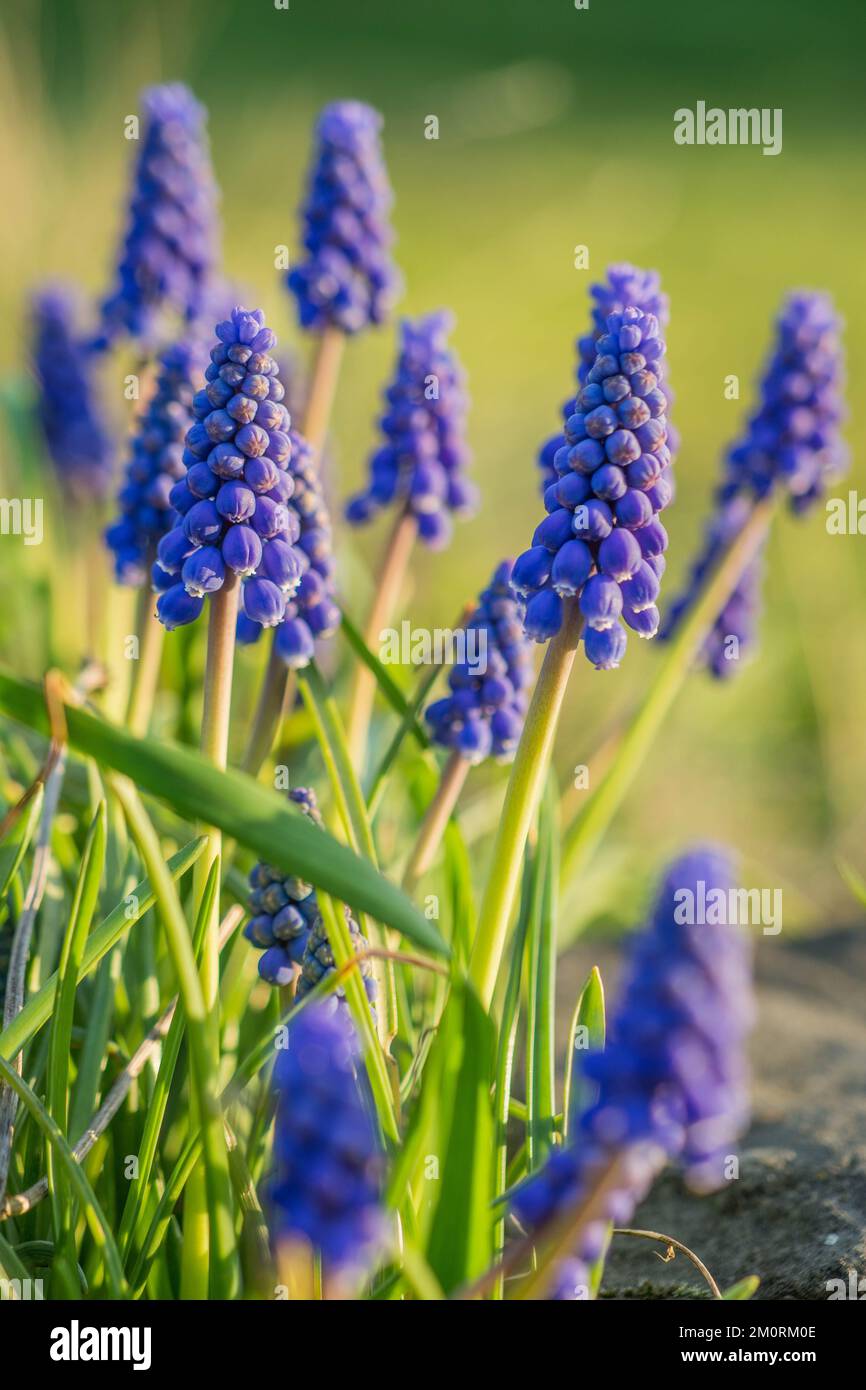 A closeup of growing Muscari flowers Stock Photo - Alamy