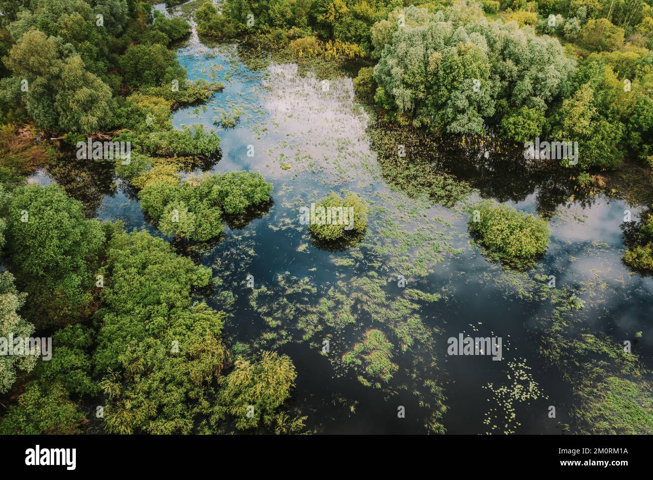 Aerial view of green forest and river marsh landscape in summer. Top ...