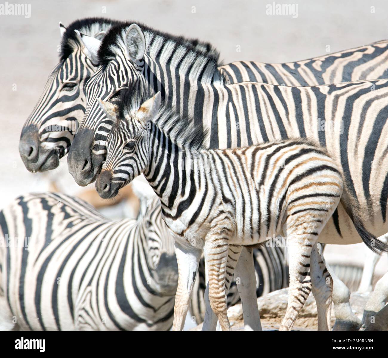 Male and female zebras hi-res stock photography and images - Alamy