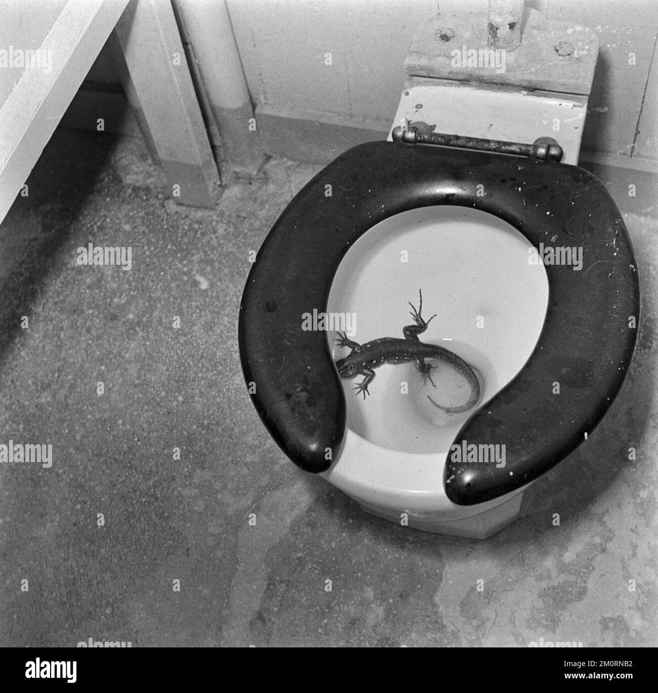 Lizard in toilet hi-res stock photography and images - Alamy