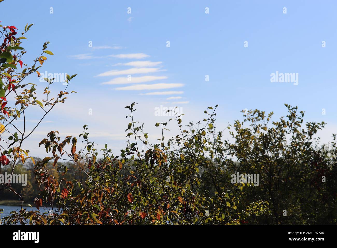 A closeup of the colorful-leafed bushes against the lake under the blue ...