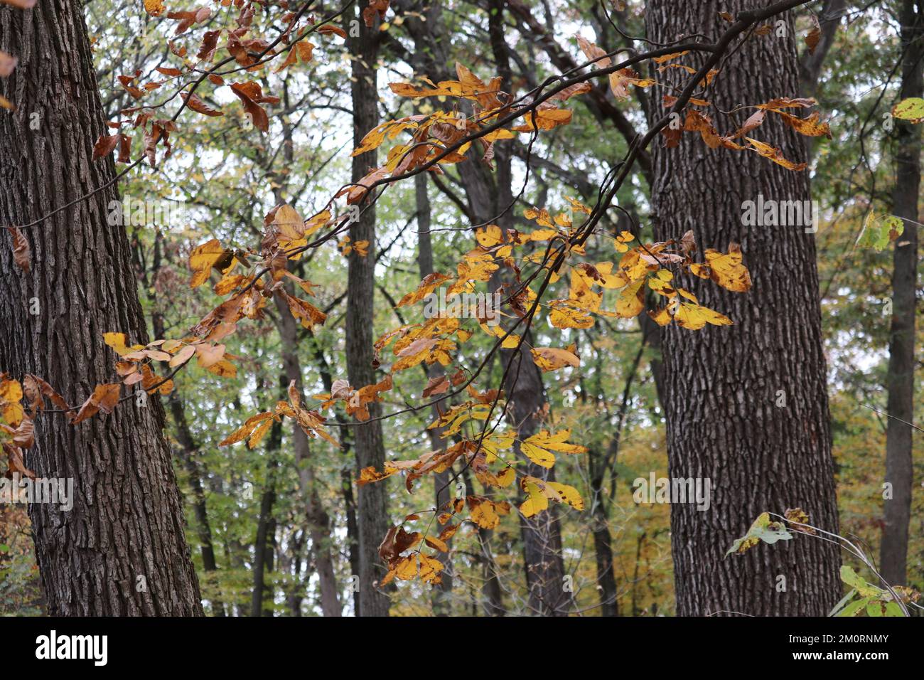 Leafed trees hi-res stock photography and images - Alamy